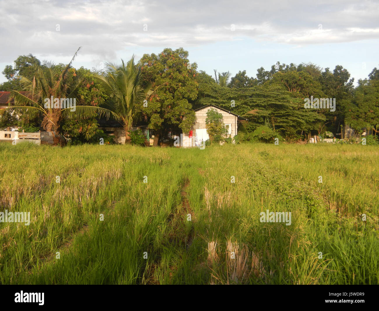 0427 Barangay Batia Bocaue Bulacan Fields Roads 08 Stock Photo - Alamy