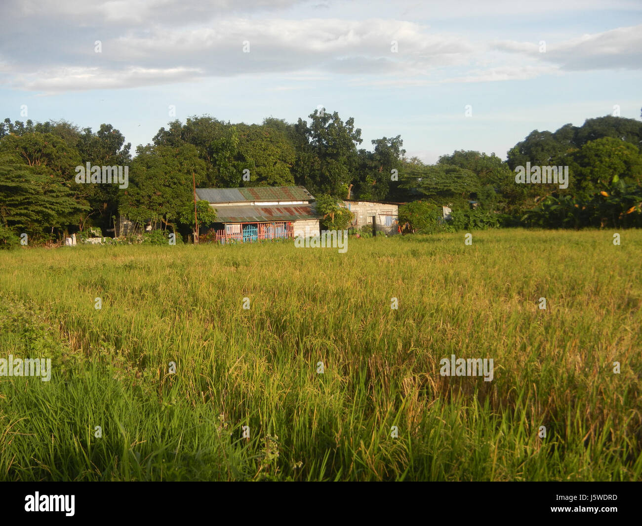 0427 Barangay Batia Bocaue Bulacan Fields Roads 12 Stock Photo - Alamy