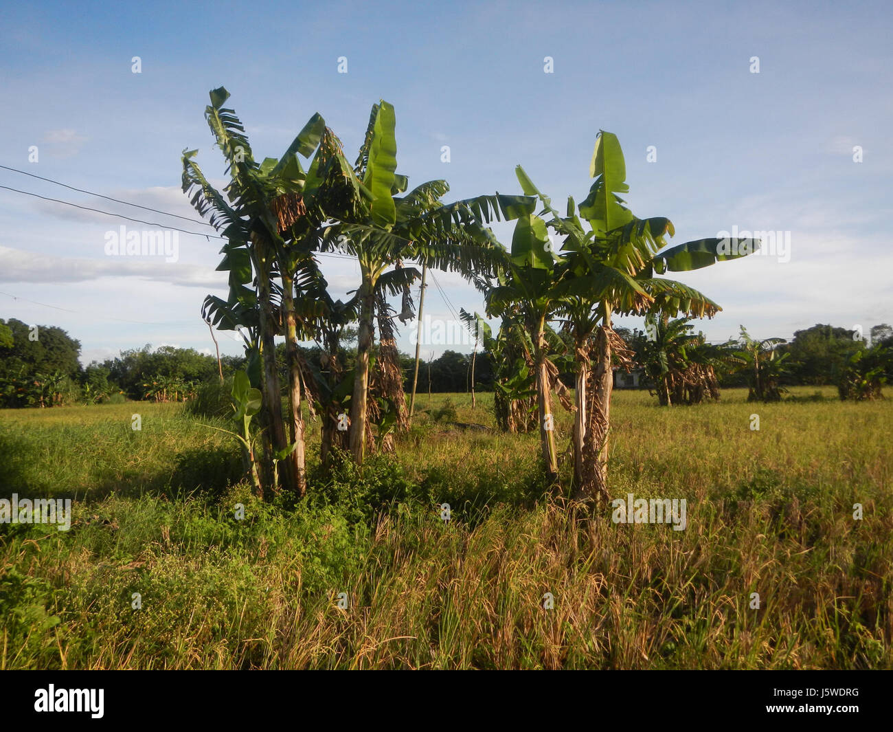 0427 Barangay Batia Bocaue Bulacan Fields Roads 15 Stock Photo - Alamy