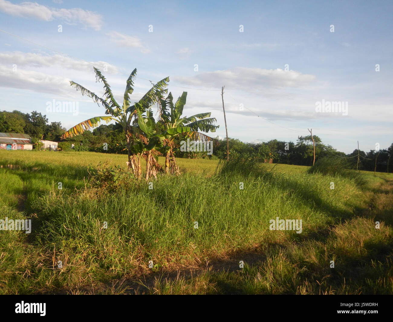 The image captures a scene from Barangay Batia in Bocaue, Bulacan ...
