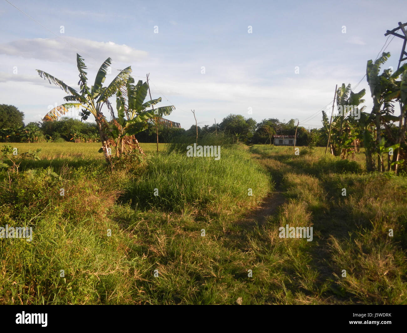 0427 Barangay Batia Bocaue Bulacan Fields Roads 18 Stock Photo - Alamy