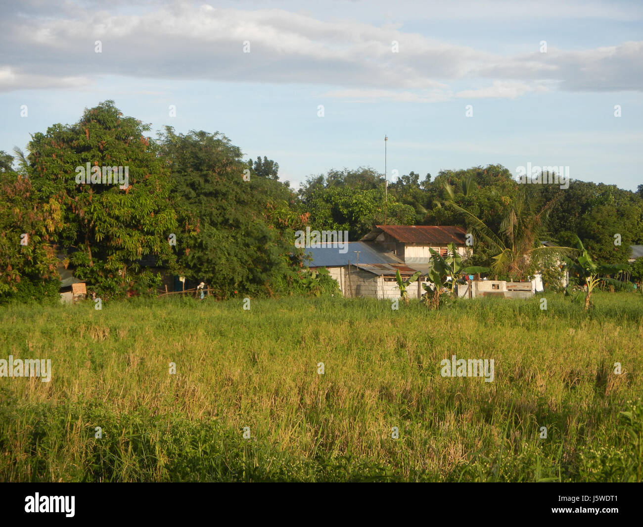 This image shows a rural scene in Barangay Batia, Bocaue, Bulacan ...
