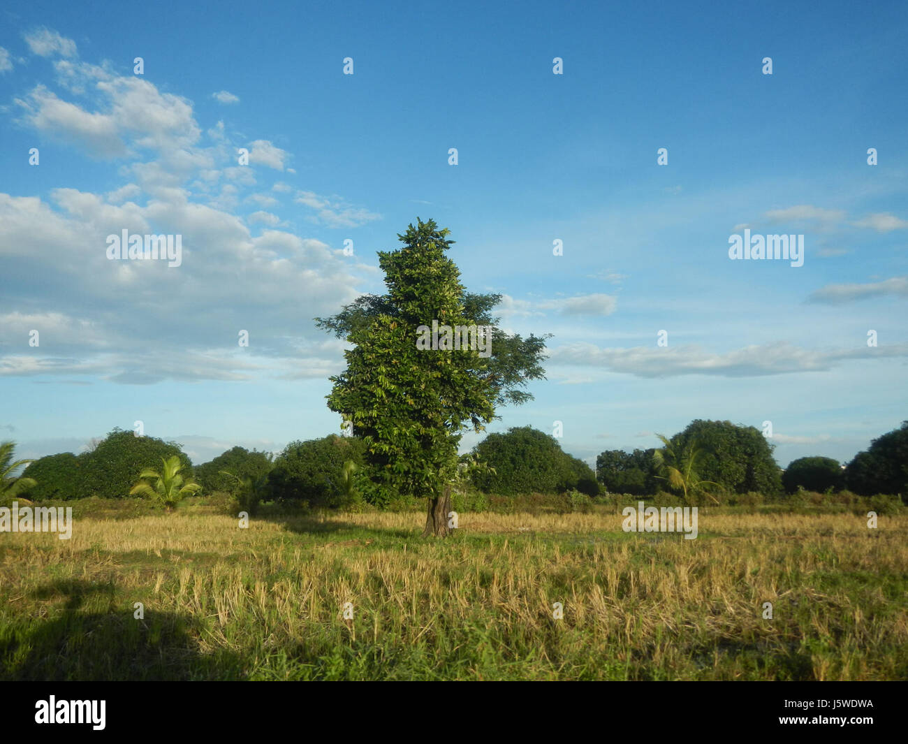 This image shows the agricultural fields in Barangay Bulacan, located ...