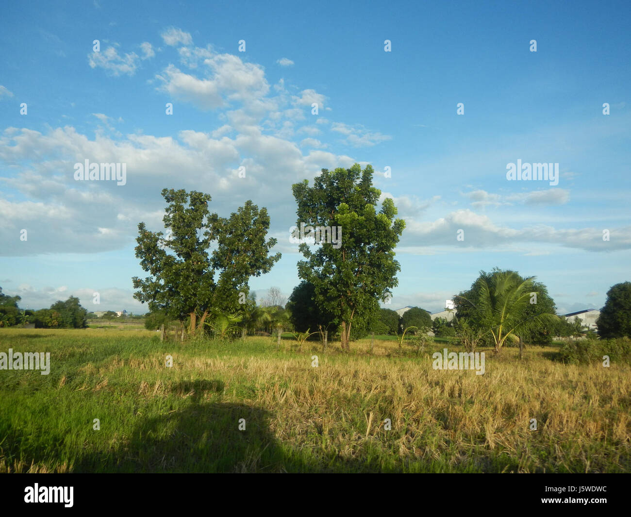0481 barangay bulacan fields baka bakahan hi-res stock photography and ...