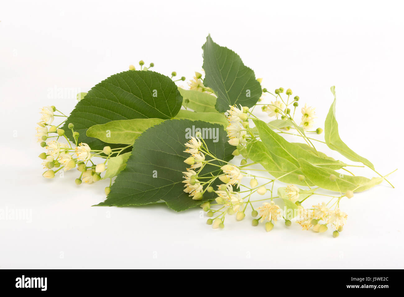 Flowering linden branch Stock Photo - Alamy