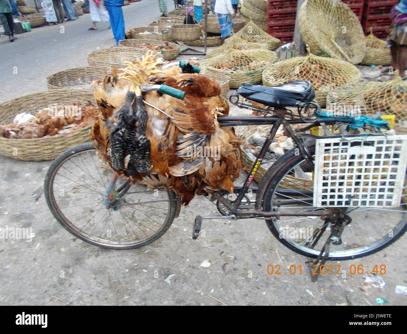 'Chickens' transported on cycle Stock Photo - Alamy