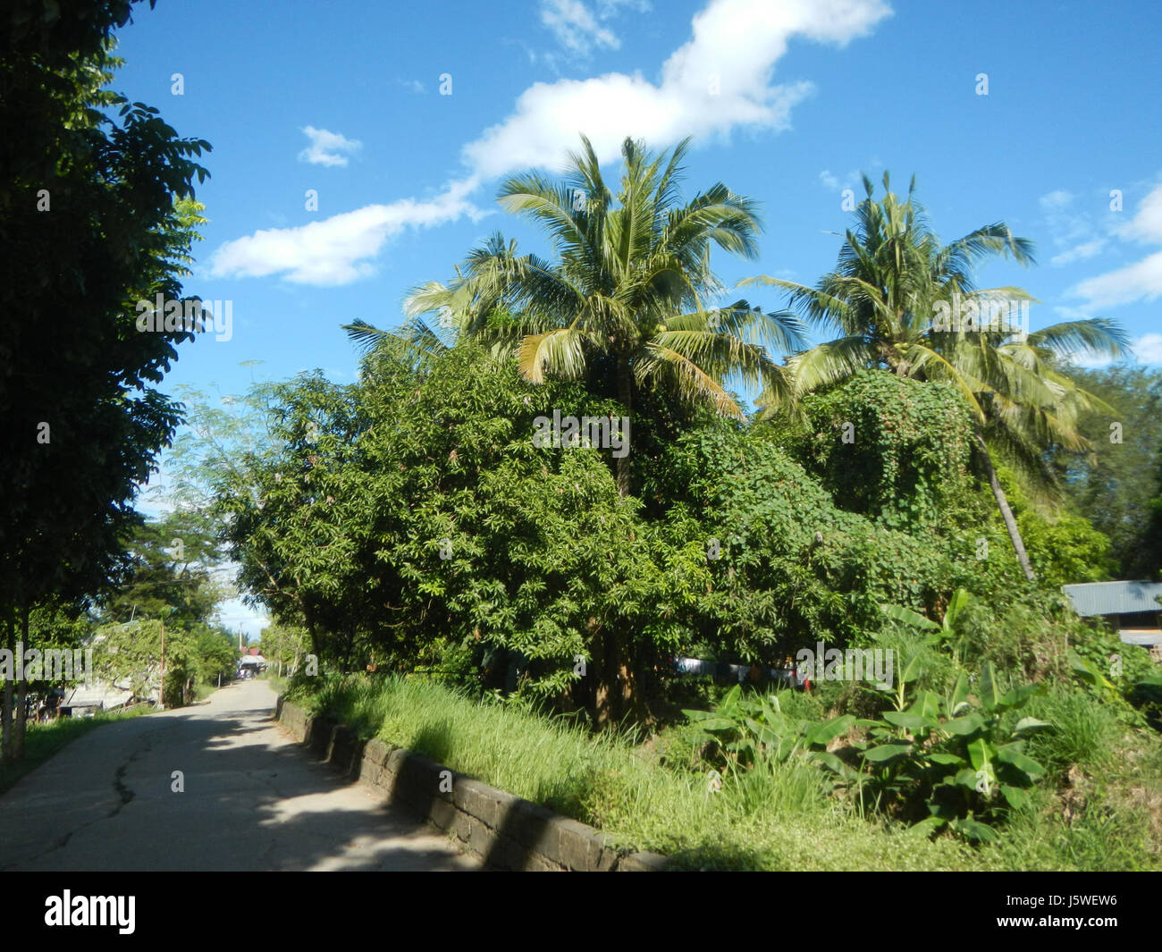 0001 Paddy fields Grass Ilog-Bulo San Miguel Bulacan Farm Market Road ...