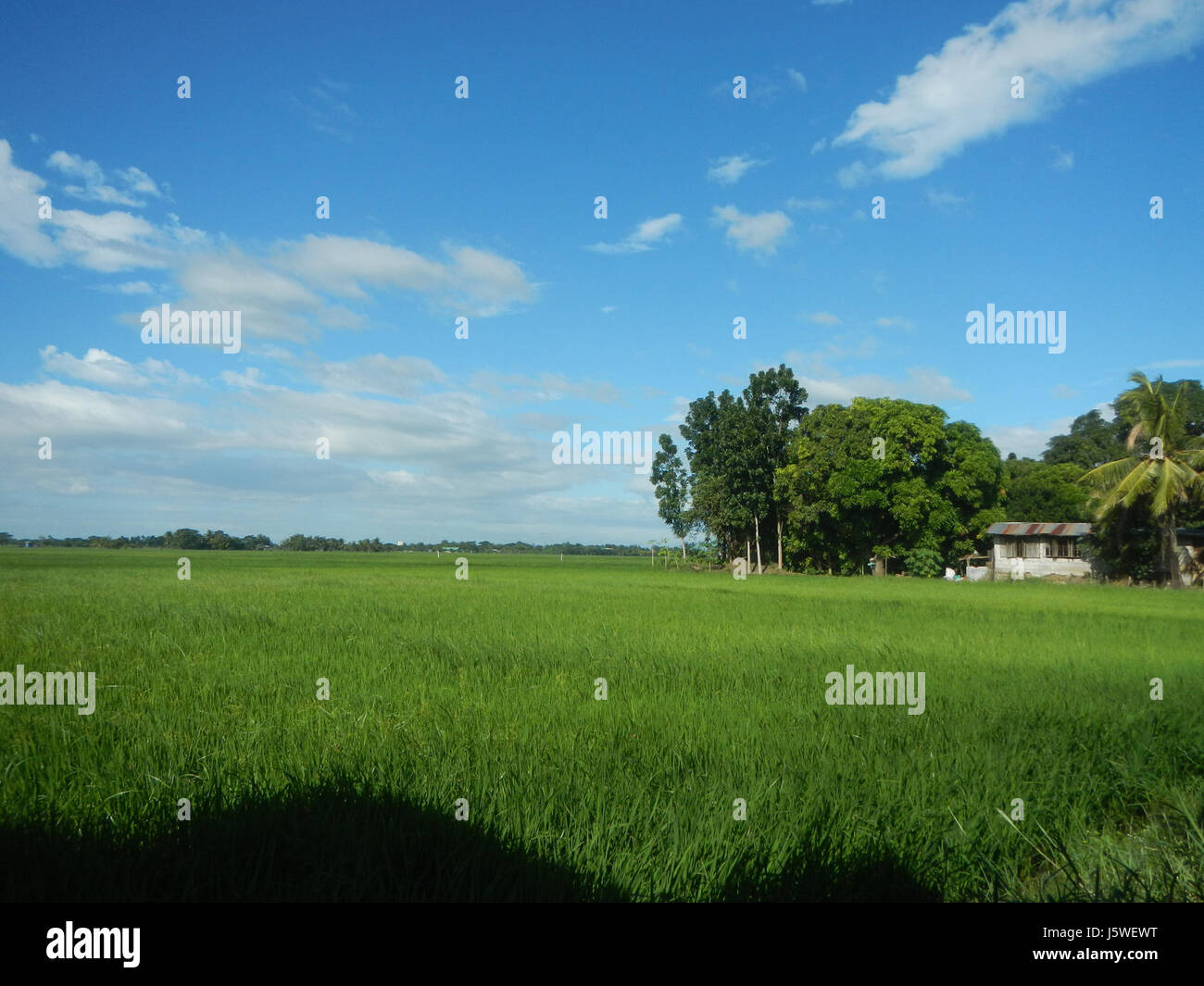 The image depicts the expansive paddy fields of Ilog-Bulo in San Miguel ...