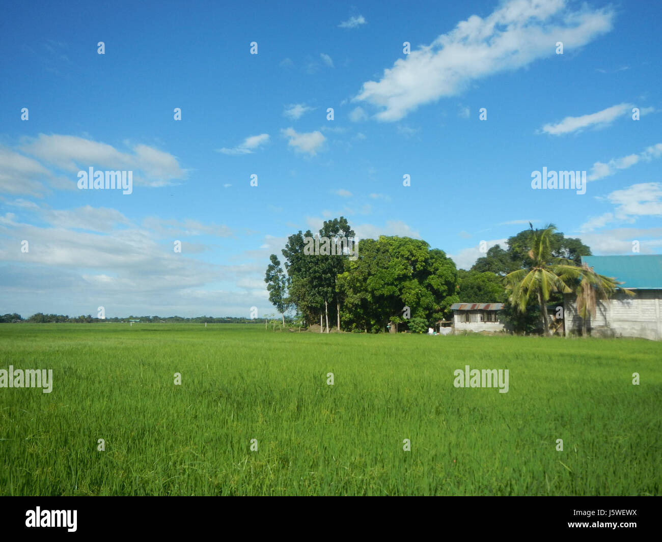 The image captures the paddy fields along the Ilog-Bulo in San Miguel ...