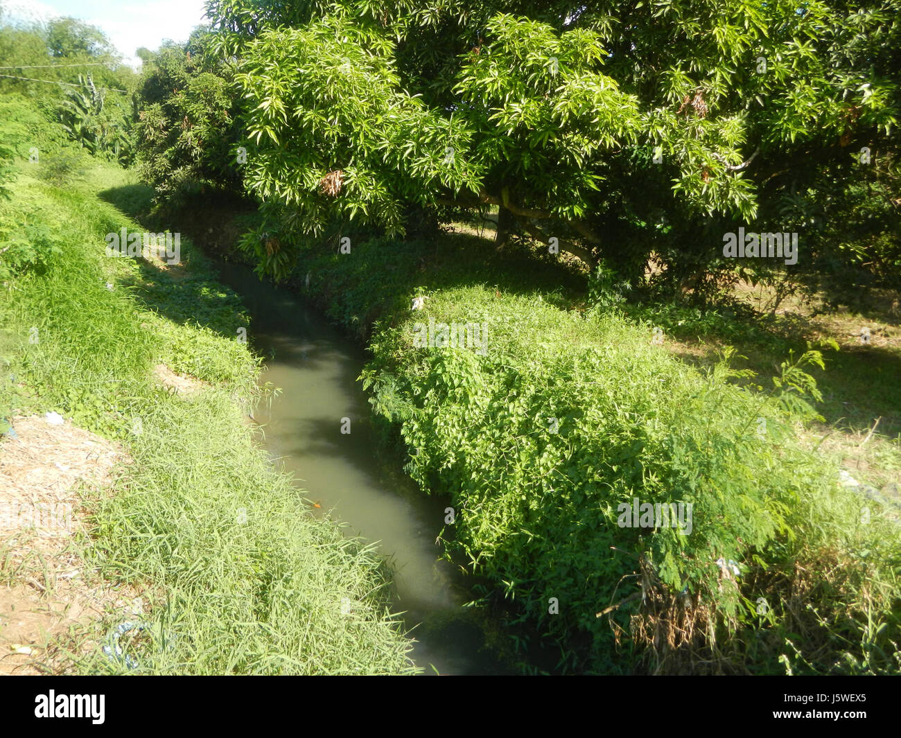 This scene from the paddy fields of Ilog-Bulo in San Miguel, Bulacan ...