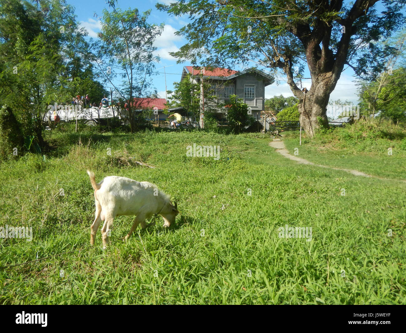 This image depicts the paddy fields in Ilog-Bulo, San Miguel, Bulacan ...