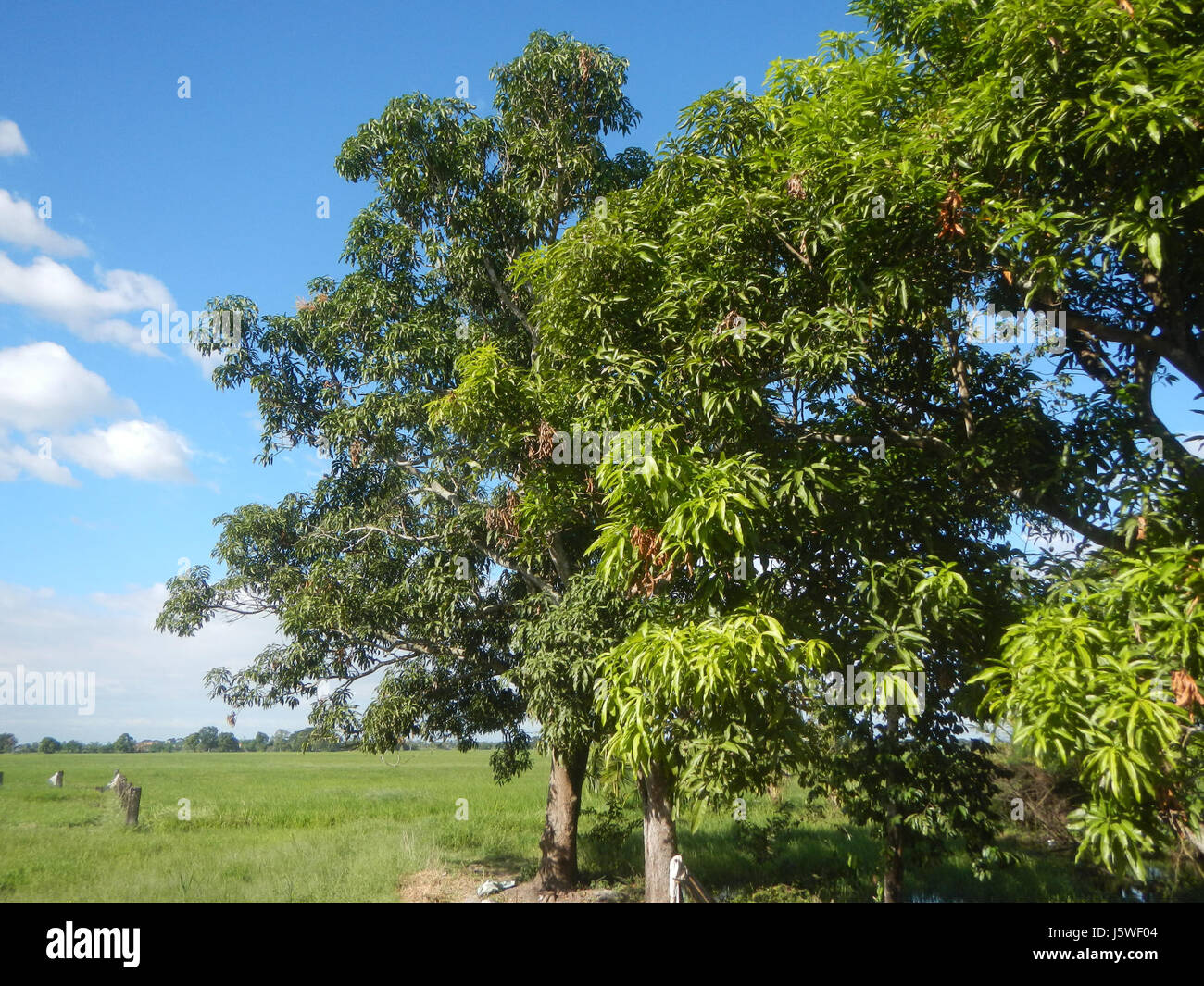 The paddy fields in Ilog-Bulo, San Miguel, Bulacan, are key ...