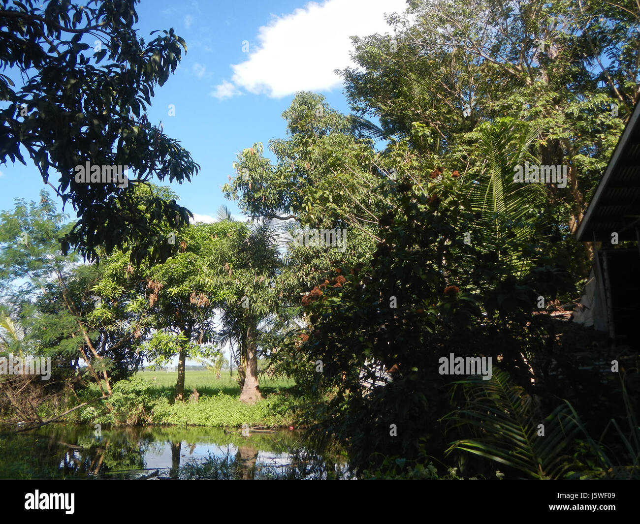This image depicts paddy fields in Ilog-Bulo, San Miguel, Bulacan ...