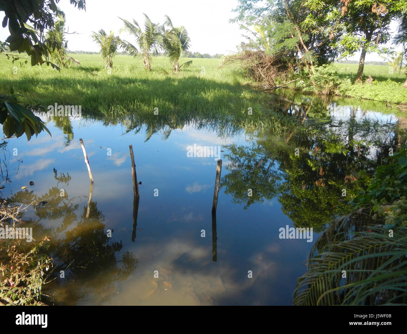 A scene showing the paddy fields in Ilog-Bulo, San Miguel, Bulacan ...