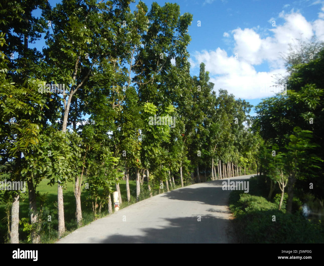 0117 Paddy fields Ilog-Bulo San Miguel Bulacan Farm Market Road 18 ...