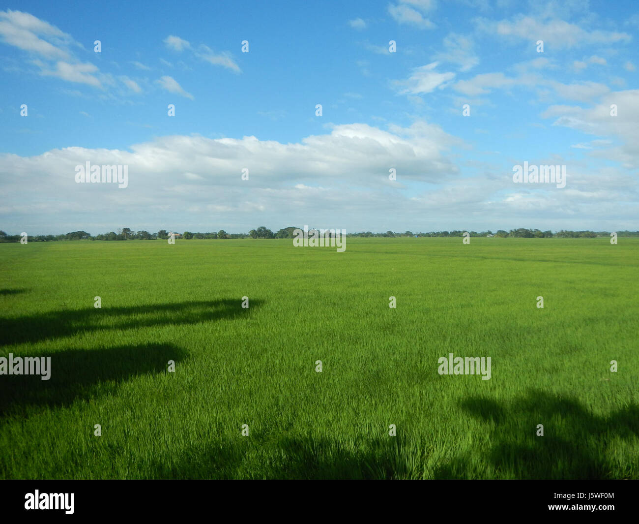 The image highlights the paddy fields in Ilog-Bulo, San Miguel, Bulacan ...