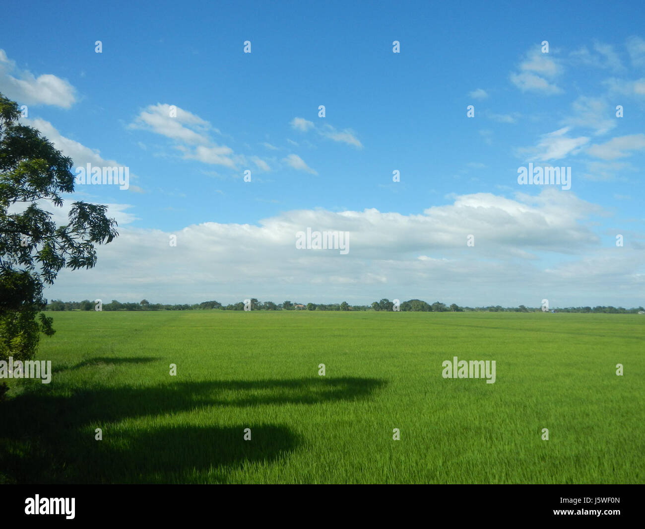 0117 Paddy fields Ilog-Bulo San Miguel Bulacan Farm Market Road 22 ...