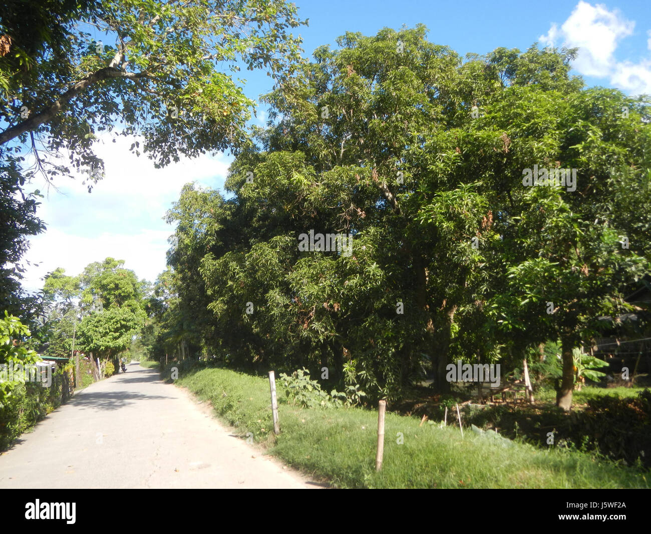 This image shows the paddy fields in Ilog-Bulo, San Miguel, Bulacan, a ...