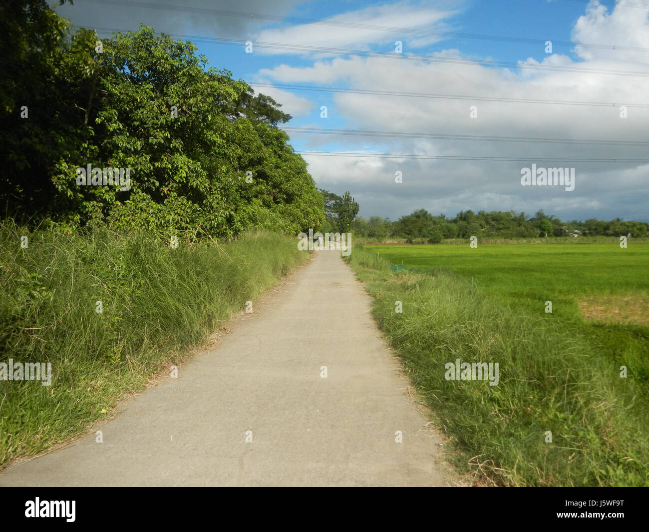 0383 Paddy fields grasslands trees Bagong Silang San Miguel Bulacan ...