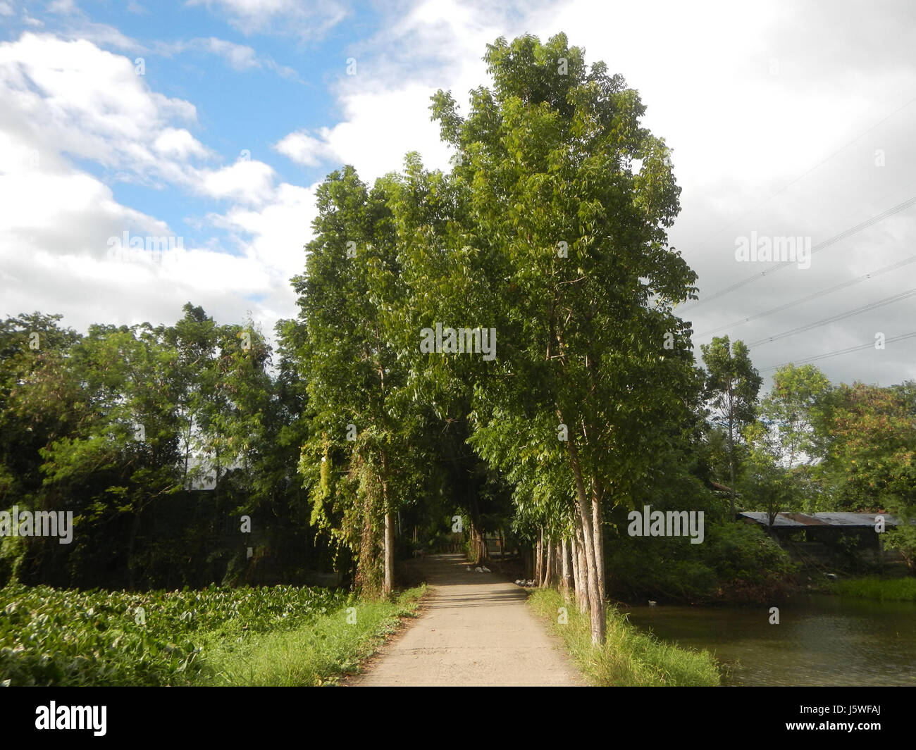 0411 Paddy fields grasslands trees Bagong Silang San Miguel Bulacan ...