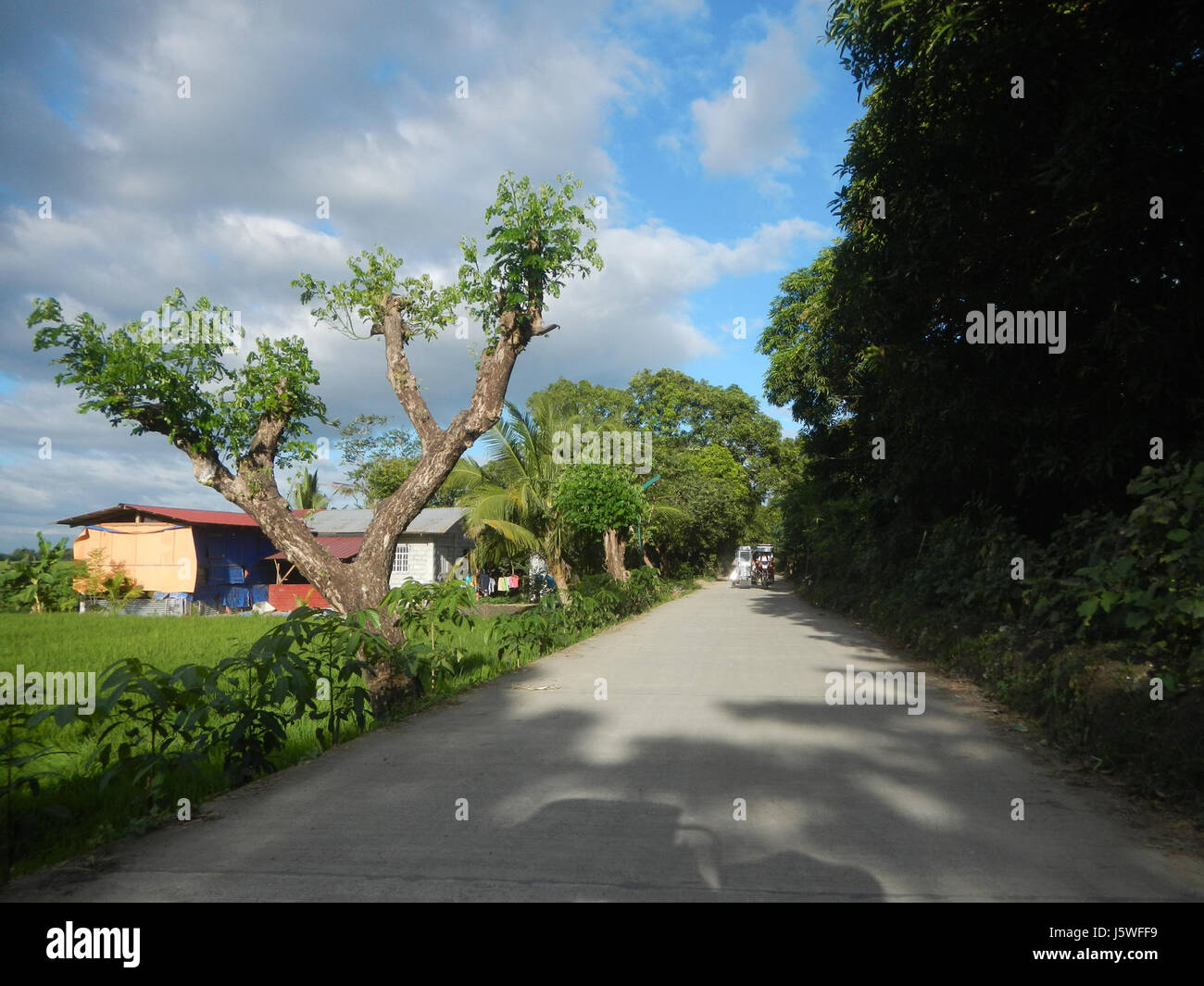The image of the paddy fields in Bagong Silang, San Miguel, Bulacan ...