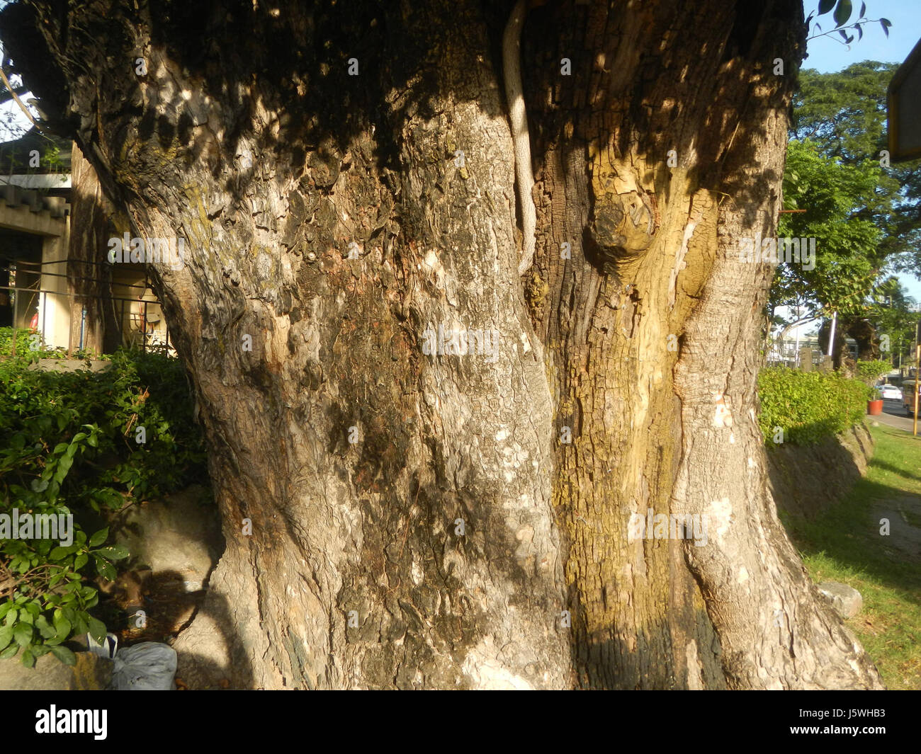 03533 Old trees foodbridges Makati Park Garden J. P. Rizal Extension ...