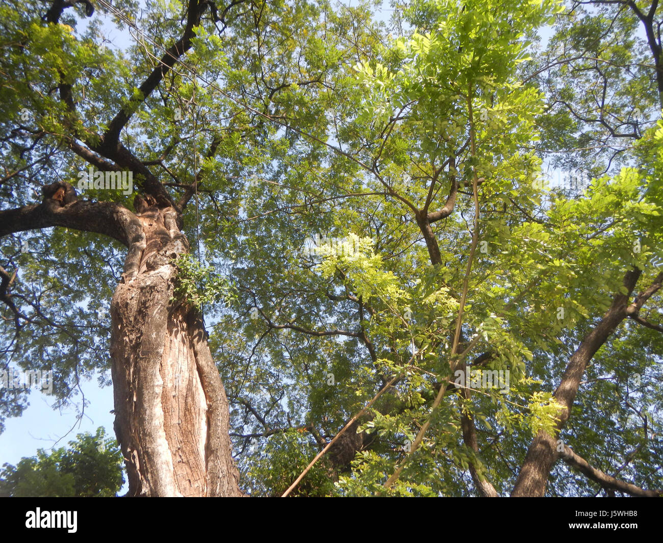 This scene features the old trees and footbridges within Makati Park ...