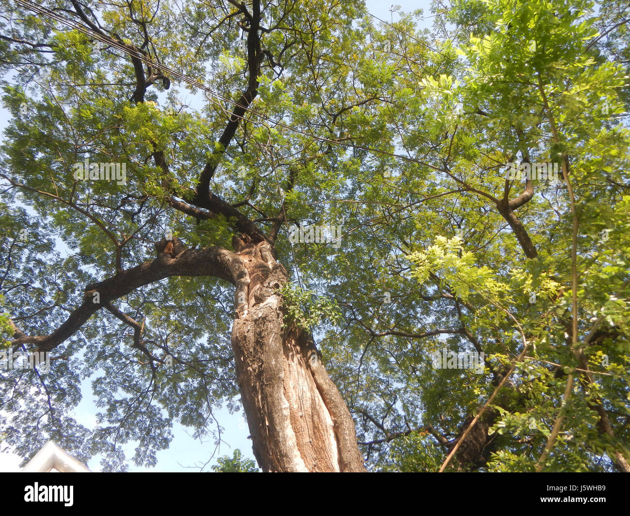 03533 Old trees foodbridges Makati Park Garden J. P. Rizal Extension ...