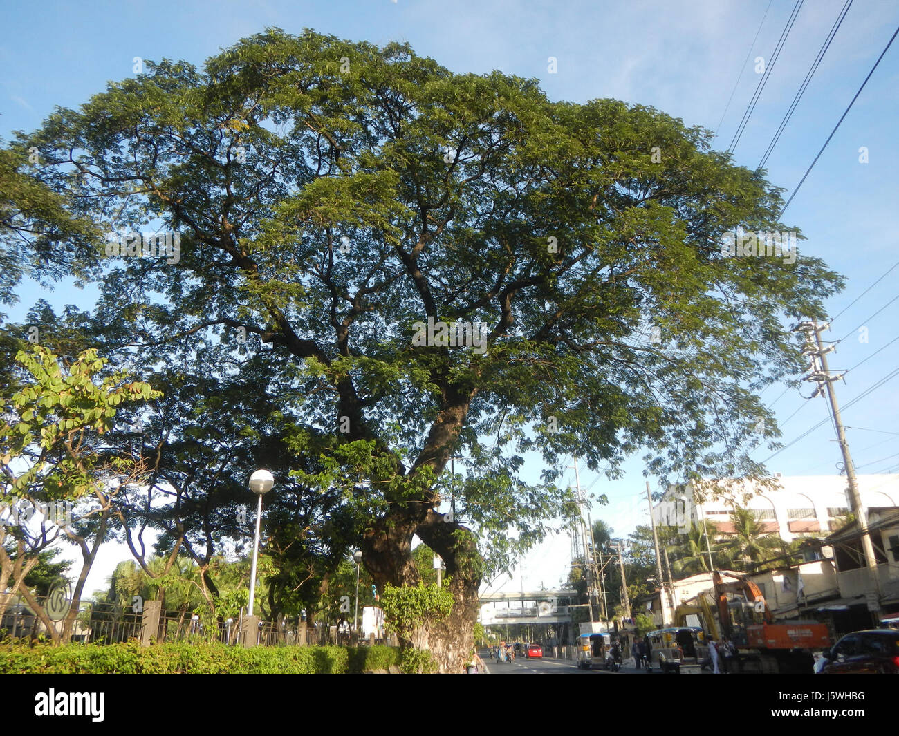 03533 Old trees foodbridges Makati Park Garden J. P. Rizal Extension ...