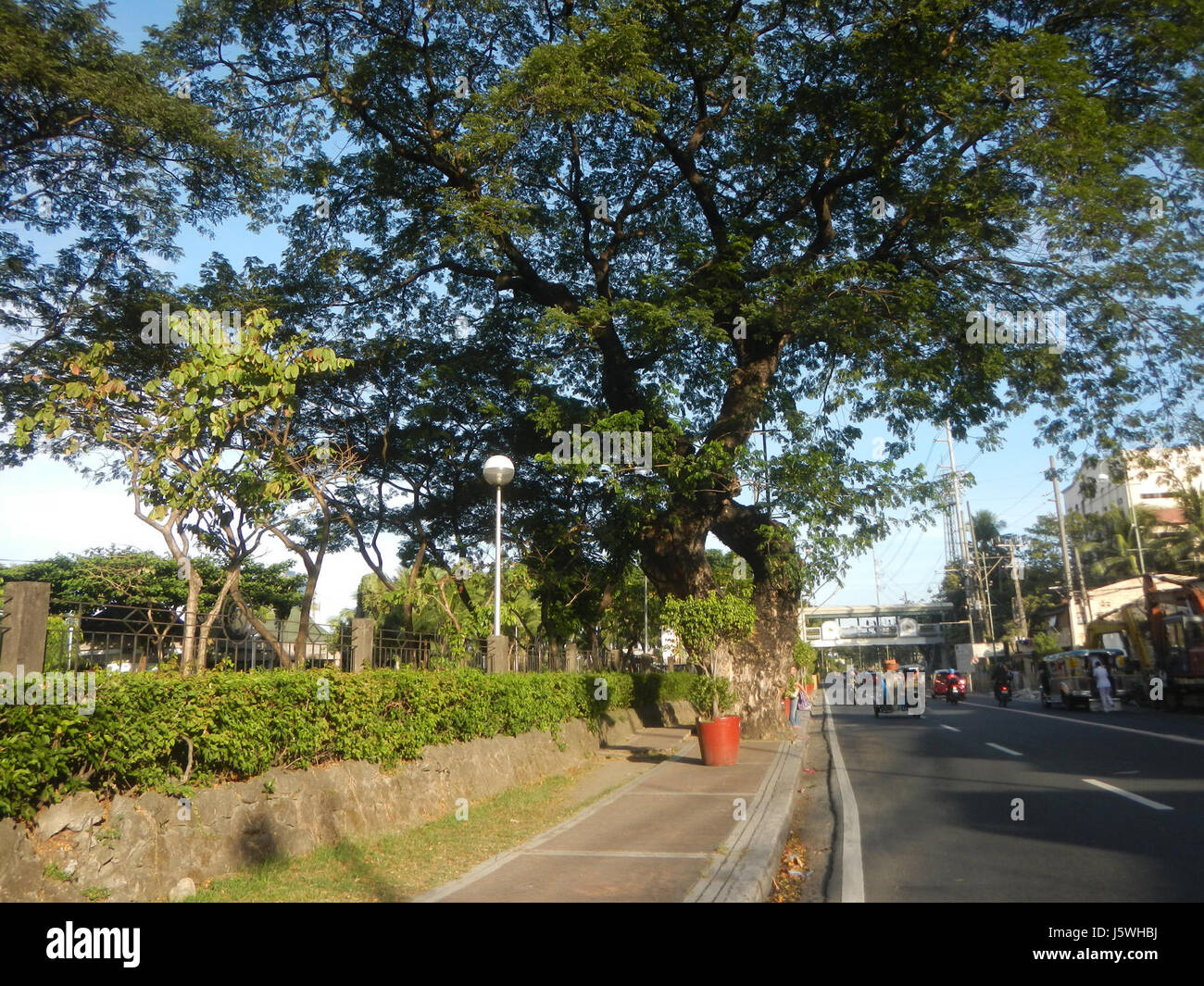 This image features the old trees and footbridges in Makati Park Garden ...