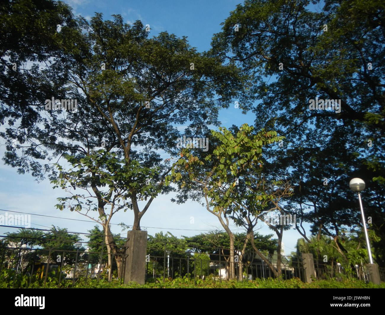 This image depicts the old trees and footbridges at Makati Park Garden ...