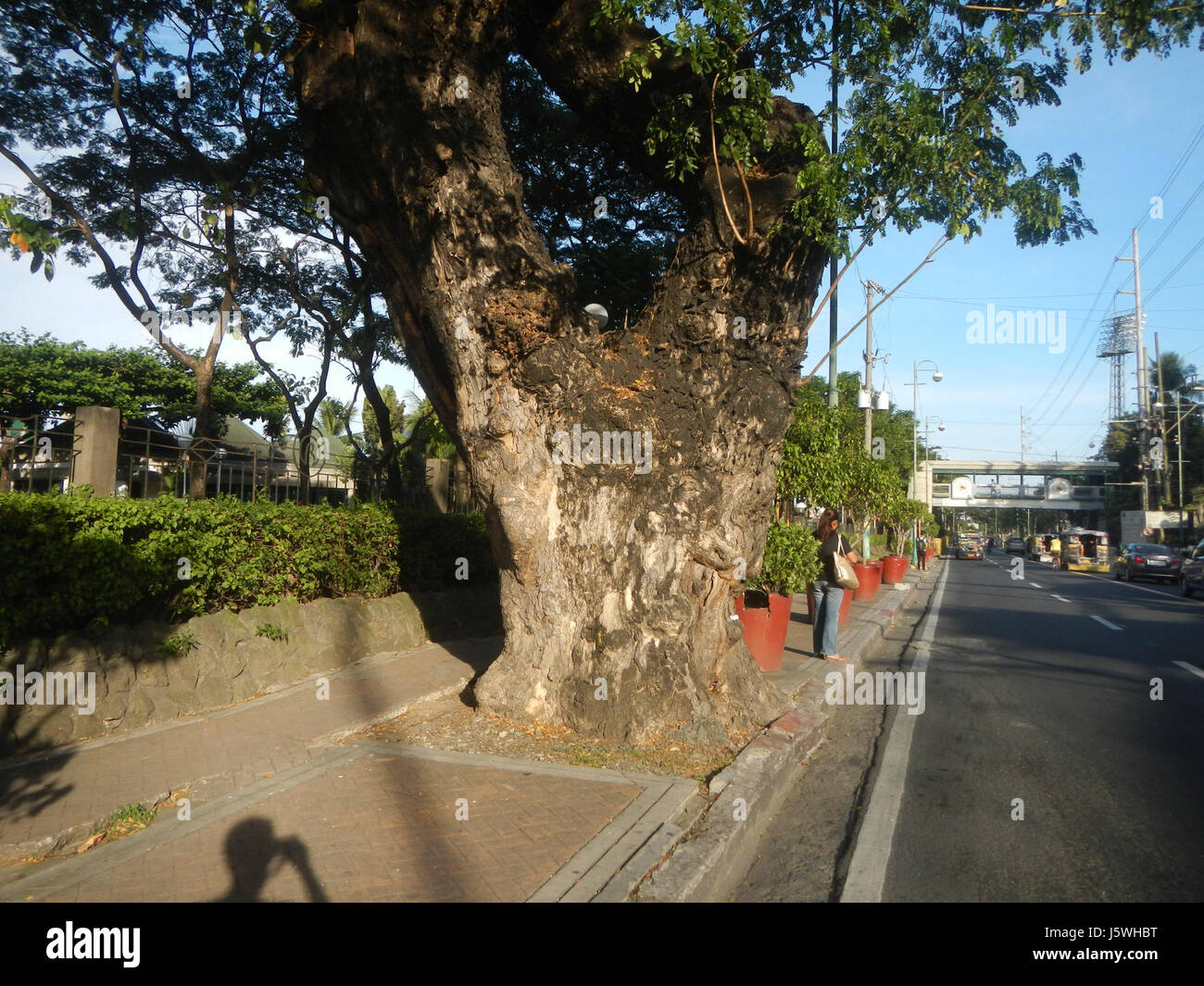 03558 Old trees footbridges Makati Park Garden West Rembo, Makati City ...