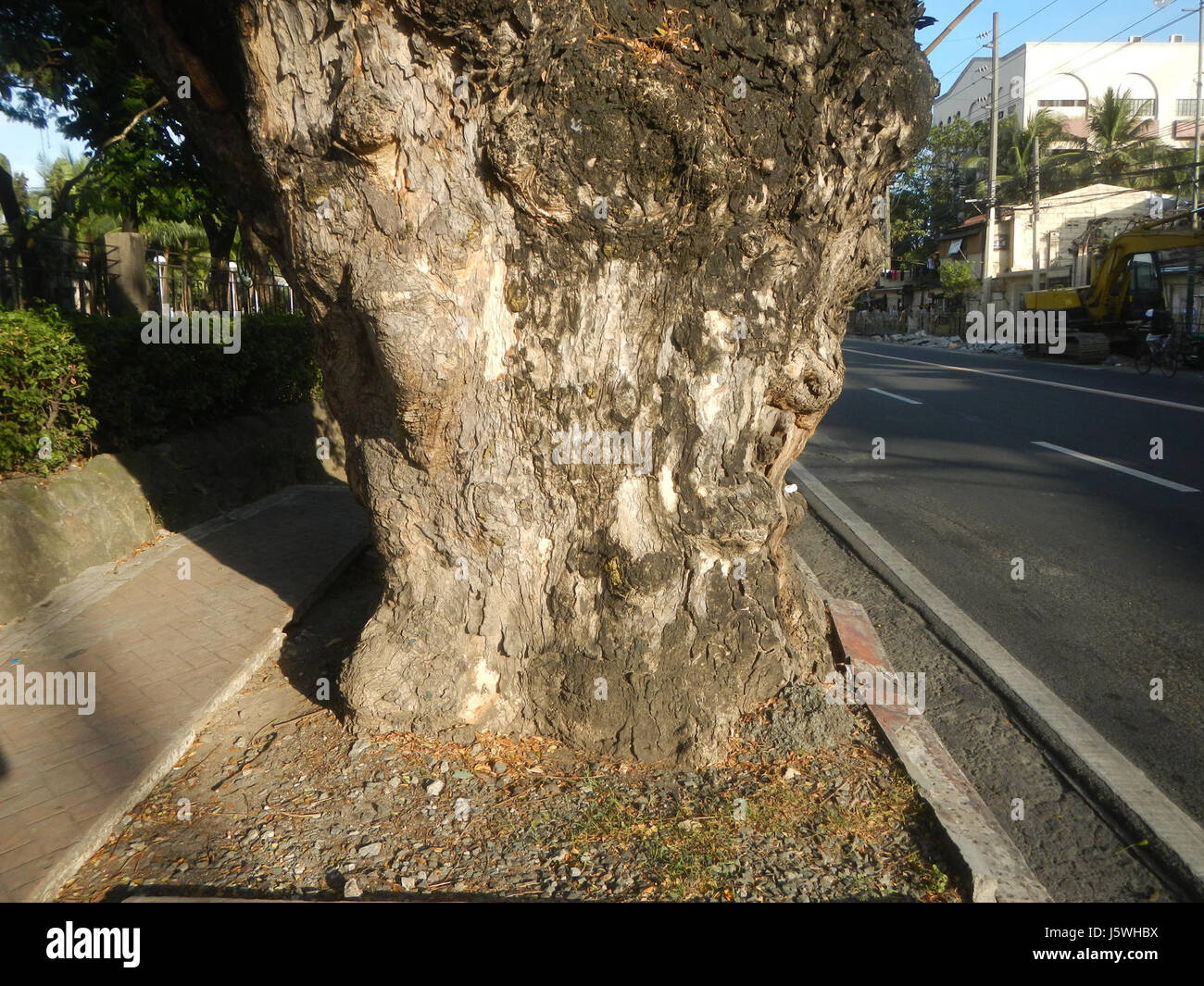 03558 Old trees footbridges Makati Park Garden West Rembo, Makati City ...