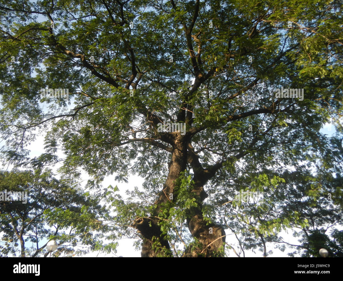 A scene depicting the old trees and footbridges within the Makati Park ...