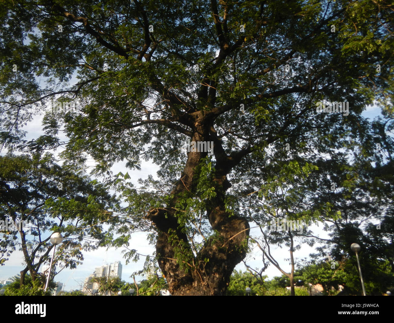 This image showcases old trees and footbridges in Makati Park Garden ...