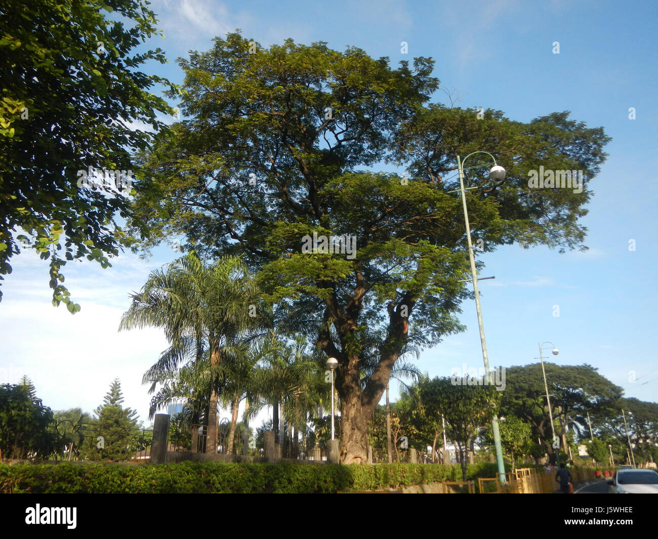 03633 Old trees footbridges Makati Park Garden West Rembo, Makati City ...
