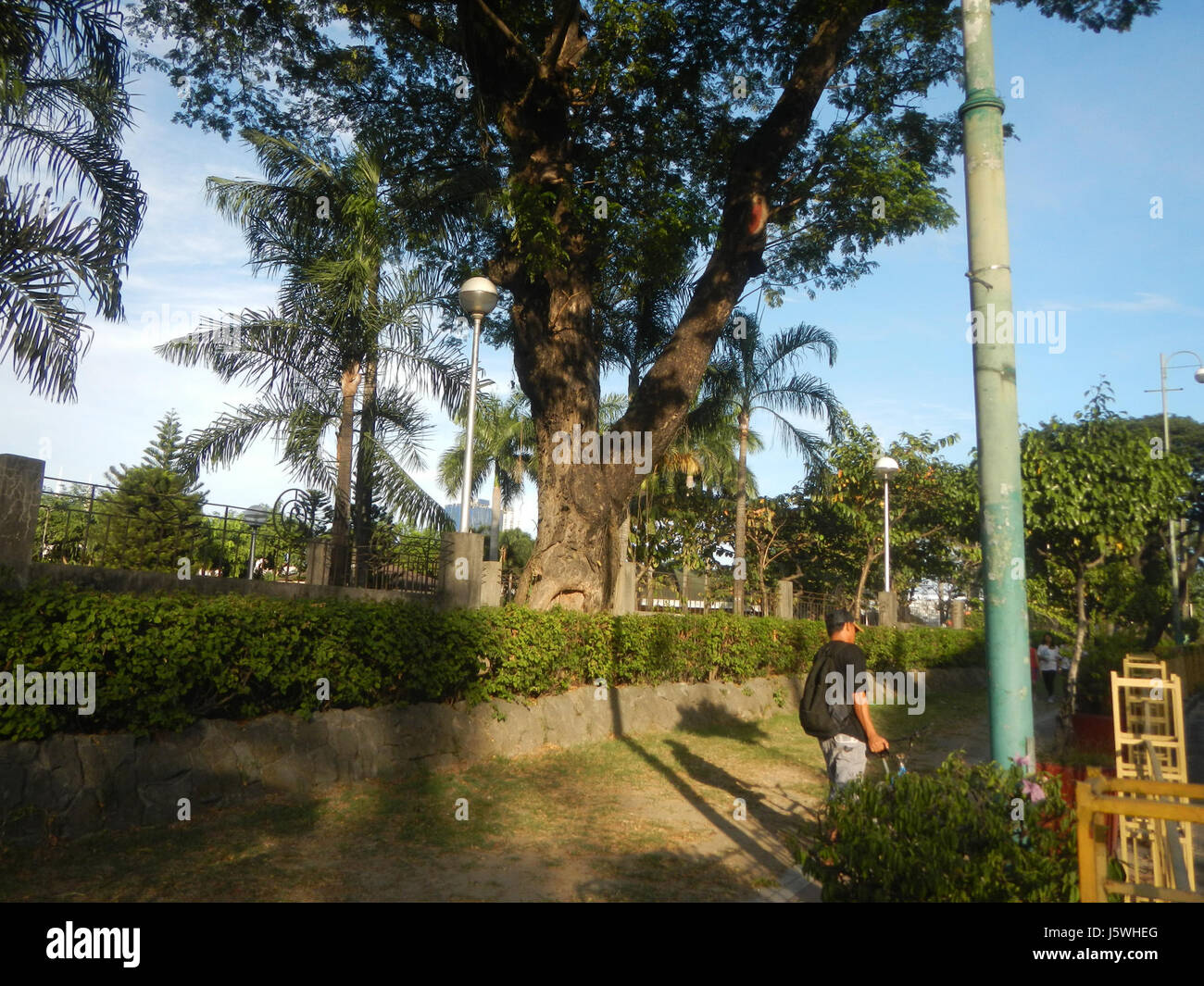 This image depicts old trees and footbridges in Makati Park Garden ...