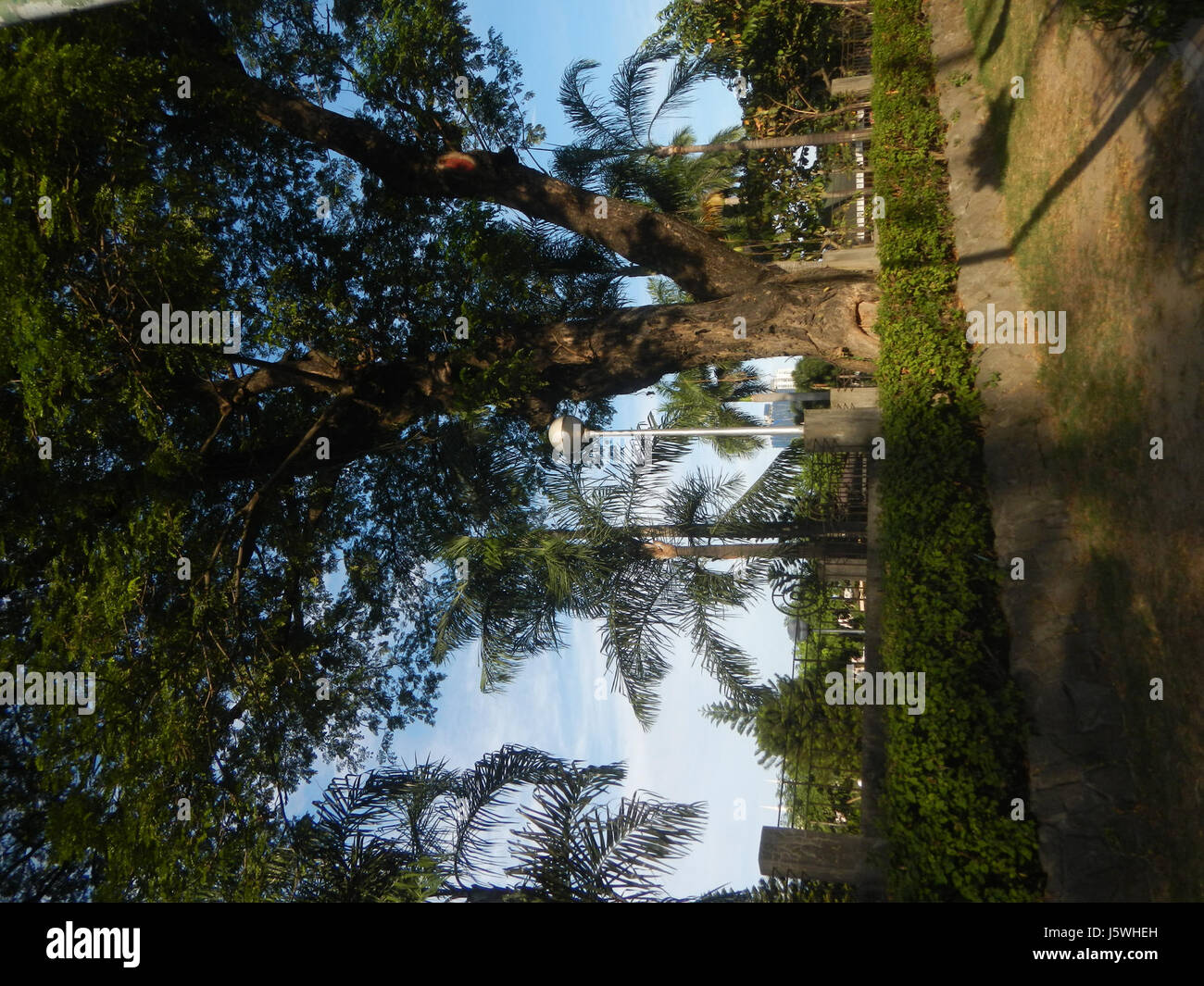 03633 Old trees footbridges Makati Park Garden West Rembo, Makati City ...
