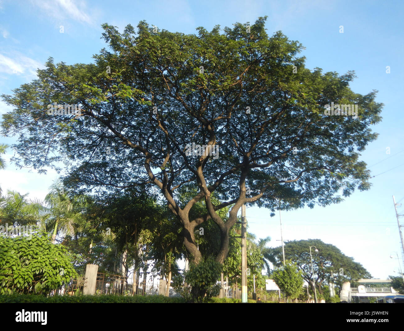 03633 Old trees footbridges Makati Park Garden West Rembo, Makati City ...