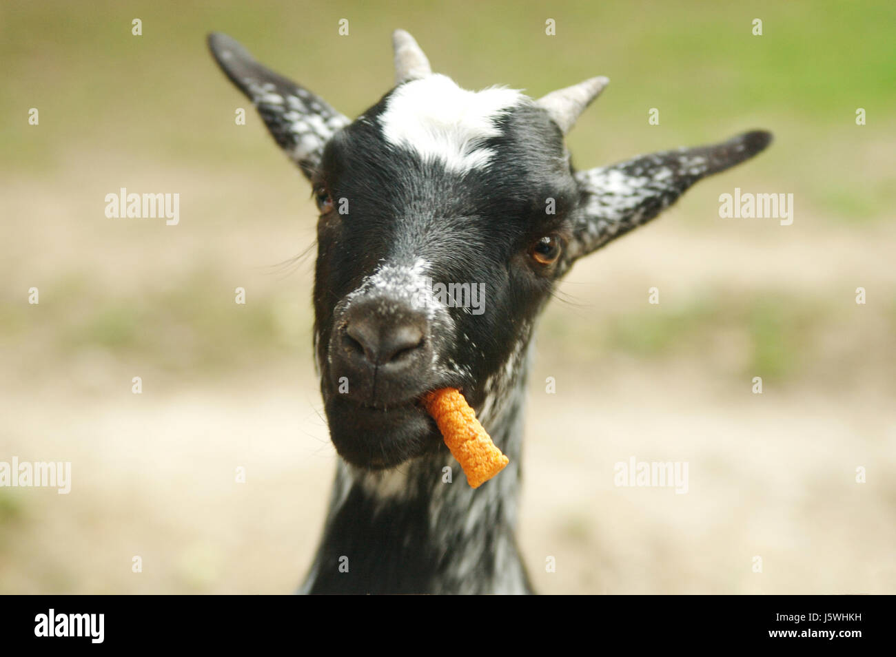 The smoking goat hi-res stock photography and images - Alamy