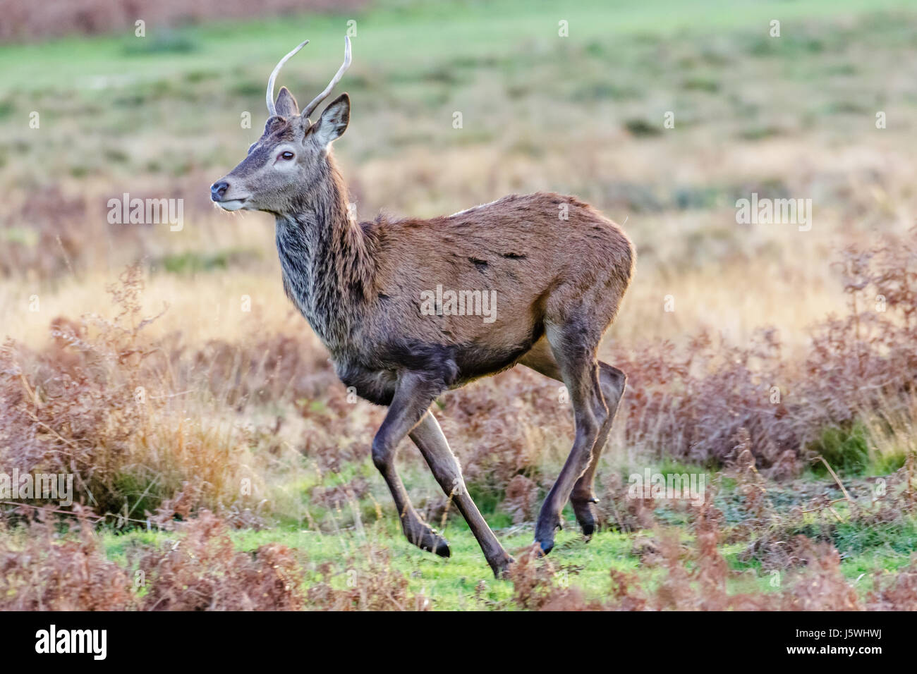 Single young Red Deer male (Cervus elaphus) pricket or yearling running ...