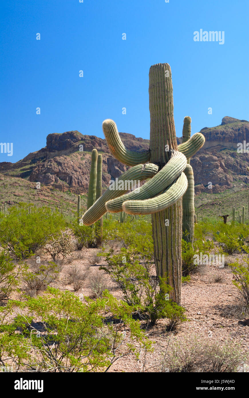 Cactus Tubing Hangers