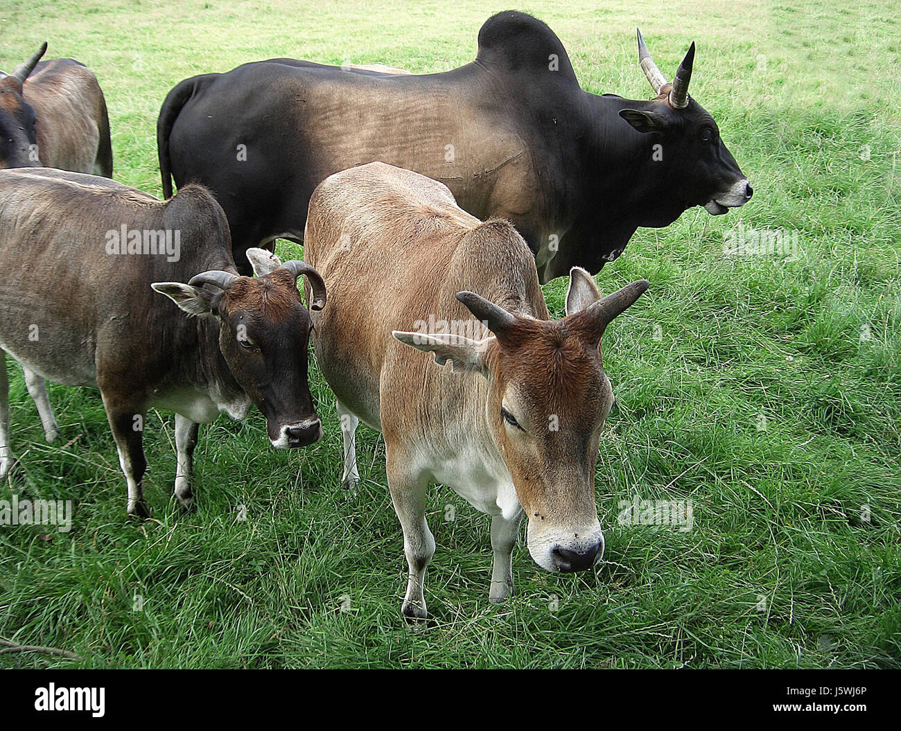 horn wild animal buffalo neck head national park face horn meadows ...