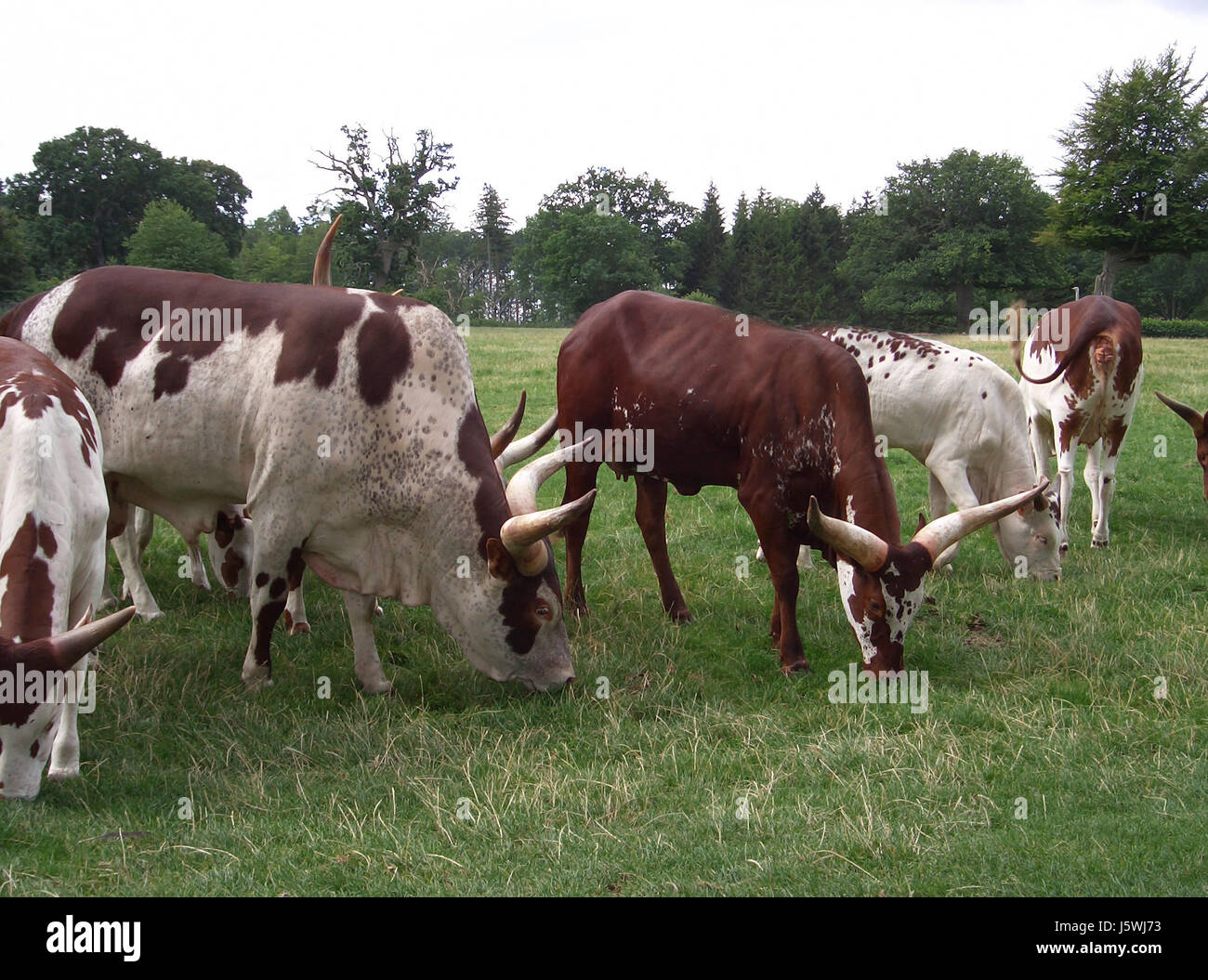 national park horn wild animal buffalo neck head national park face ...