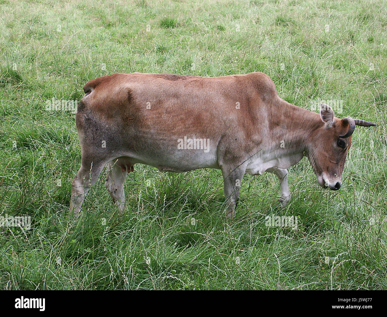 national park horn wild animal buffalo neck head national park face ...