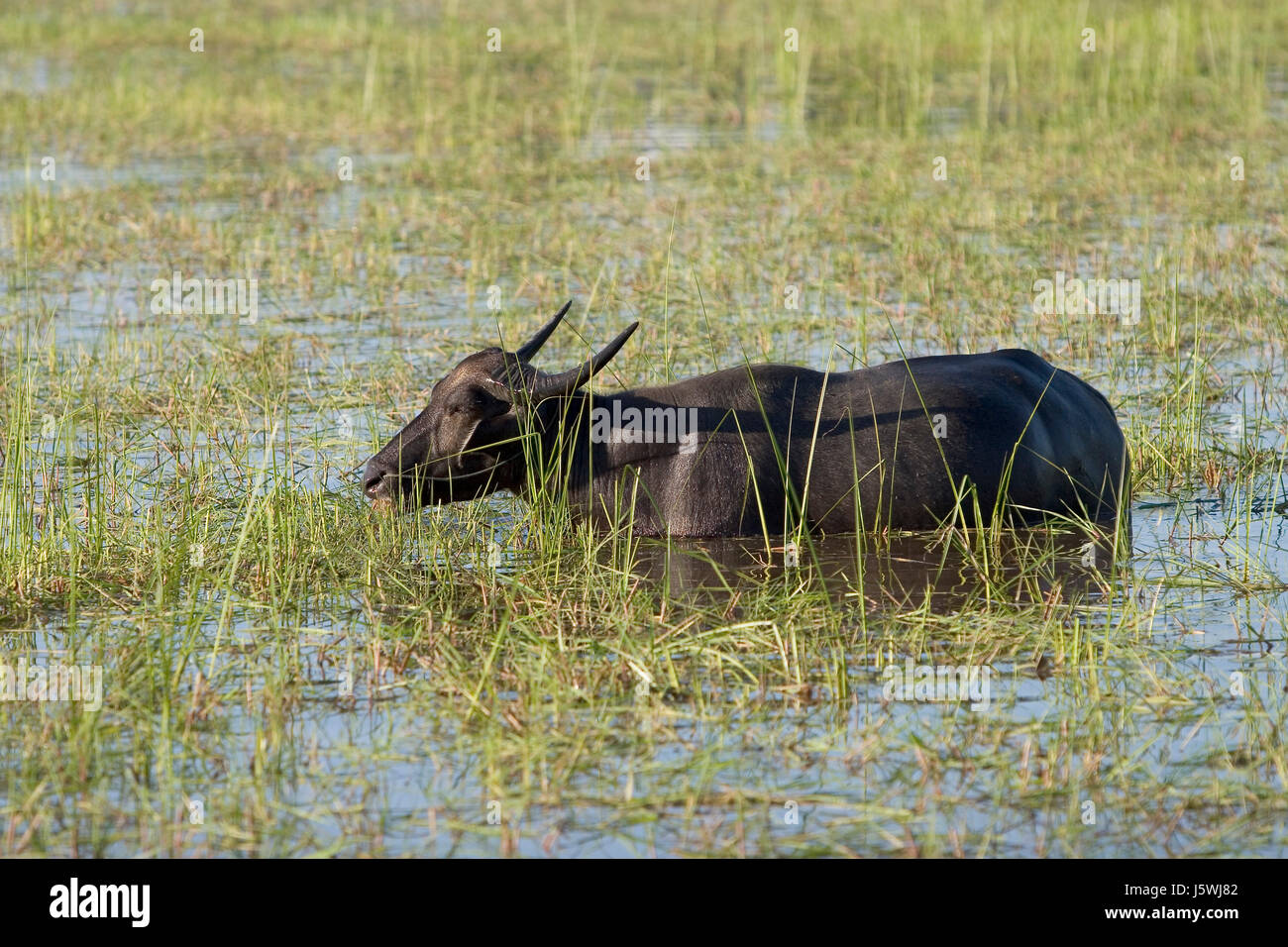 Quadruped hi-res stock photography and images - Alamy
