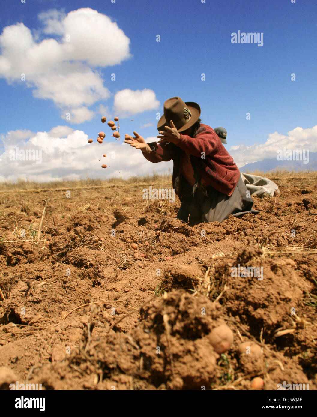 agriculture farming acre south america peru potato harvest andes potato ...