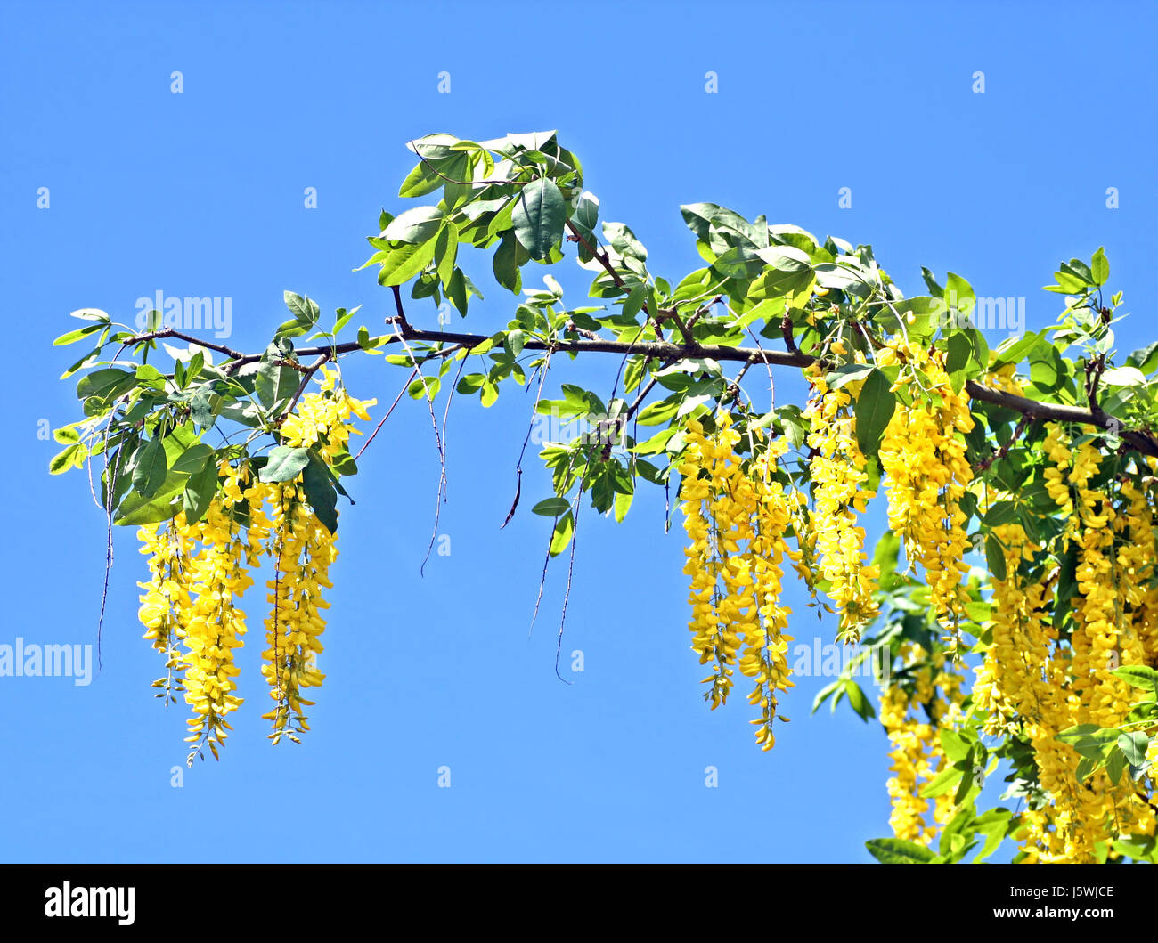 shrub laburnum tree garden blossoms shrub gardens bleed gold rush gold ...