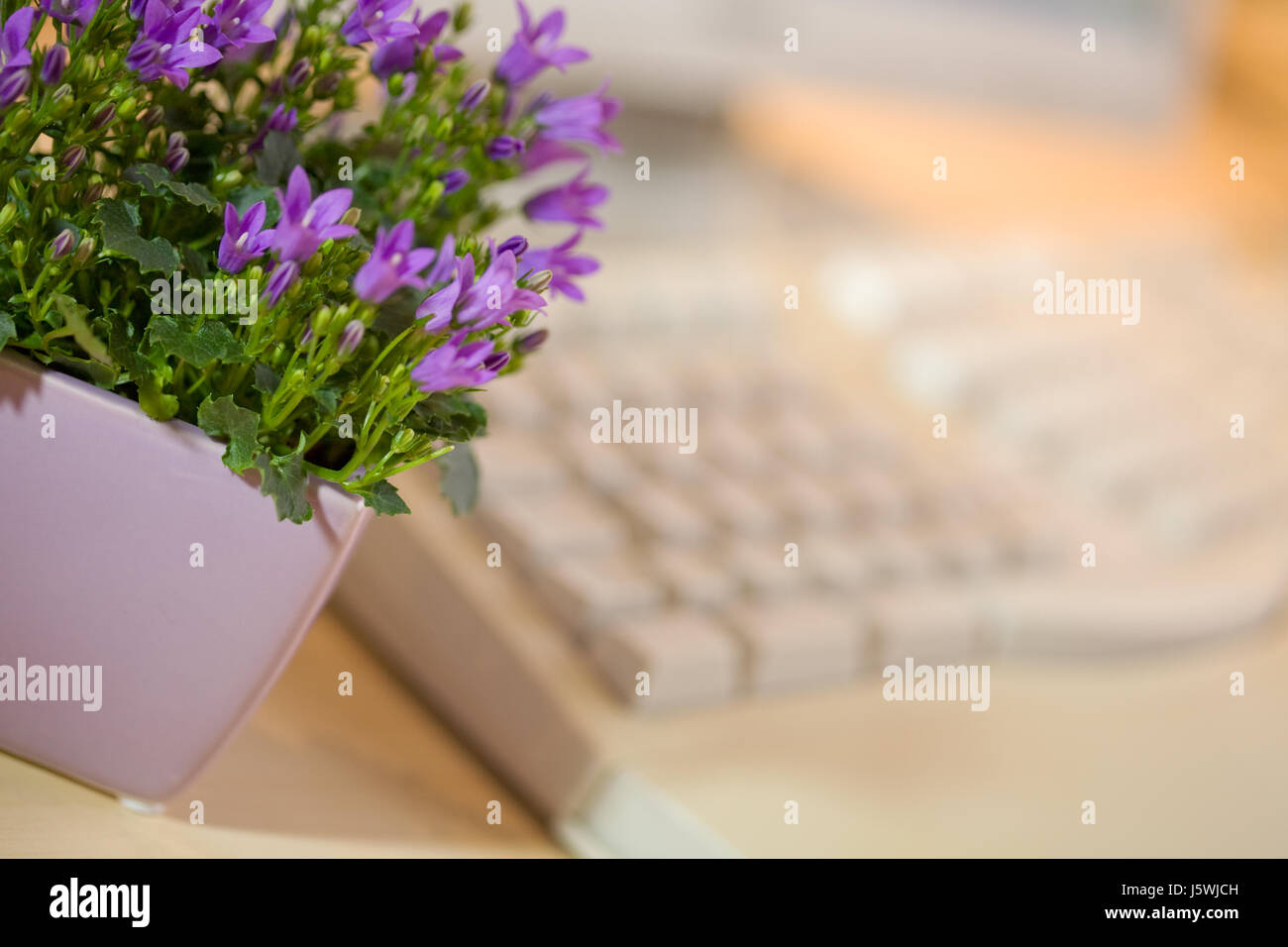 office keyboard flowerpot bellflower office keyboard flower flowers ...