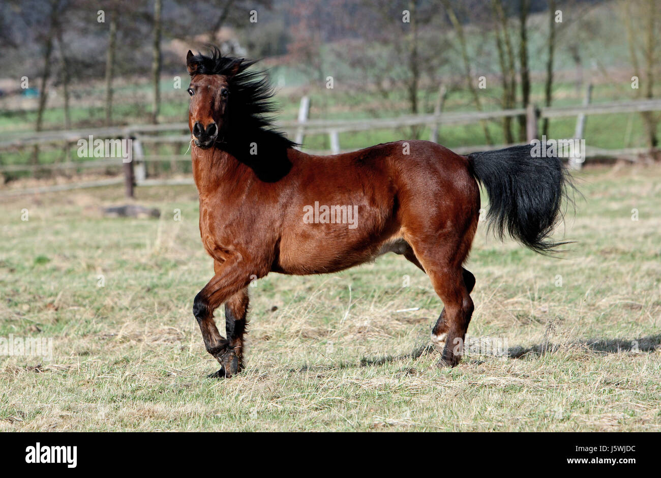 horse horses pony stallion waist belt detail game tournament play ...